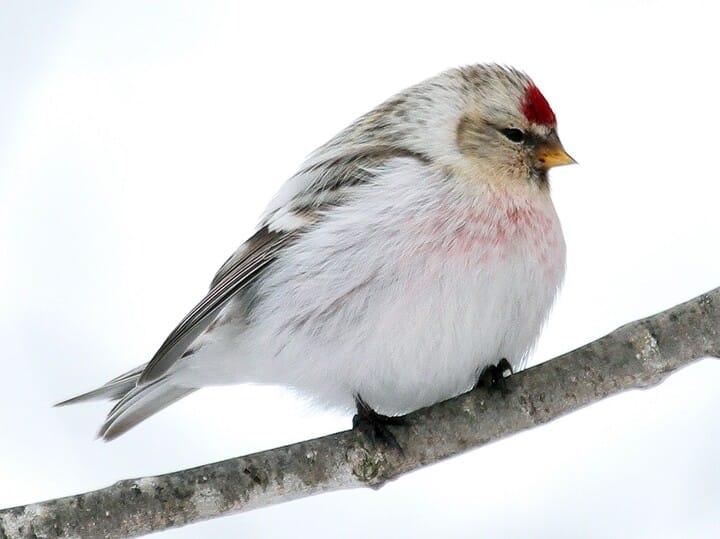 Red Poll Linnet Comparision