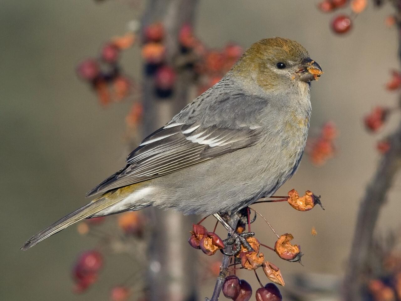 Pine Grosbeak | Celebrate Urban Birds