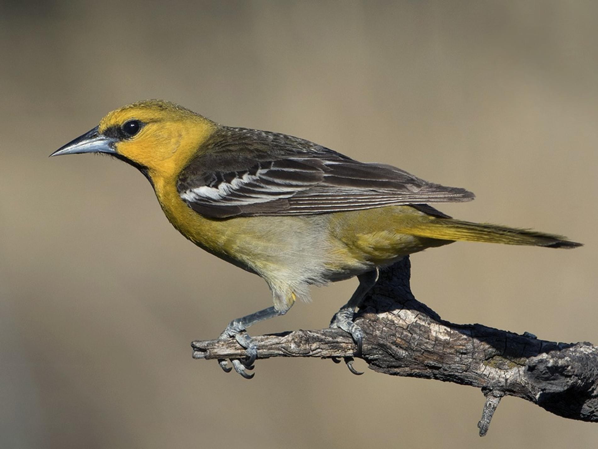 Bullock's Oriole (west) | Celebrate Urban Birds