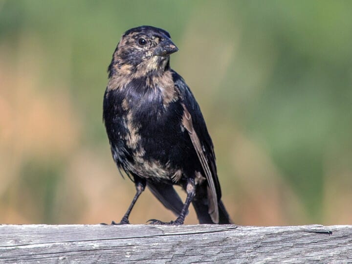 Brown-headed Cowbird | Celebrate Urban Birds