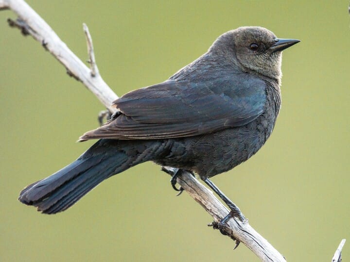 Rusty Blackbird Vs Common Grackle