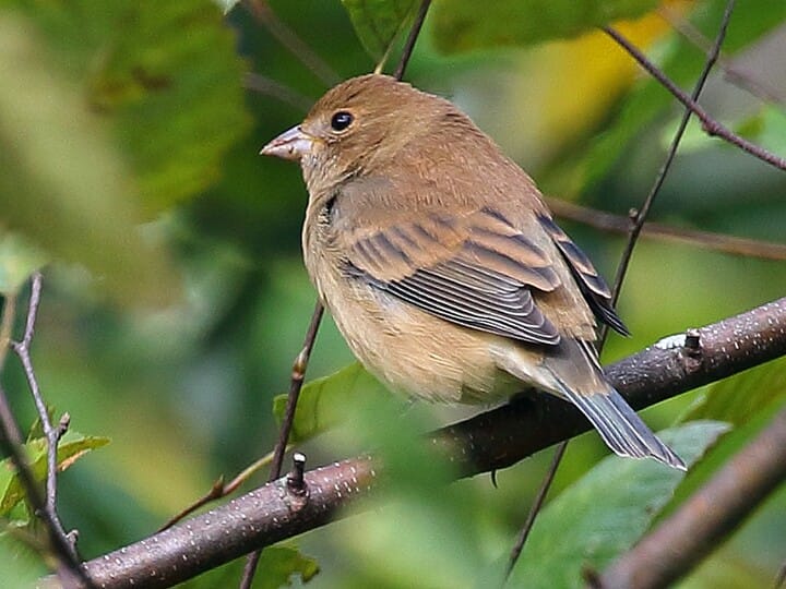 Indigo Bunting - NestWatch