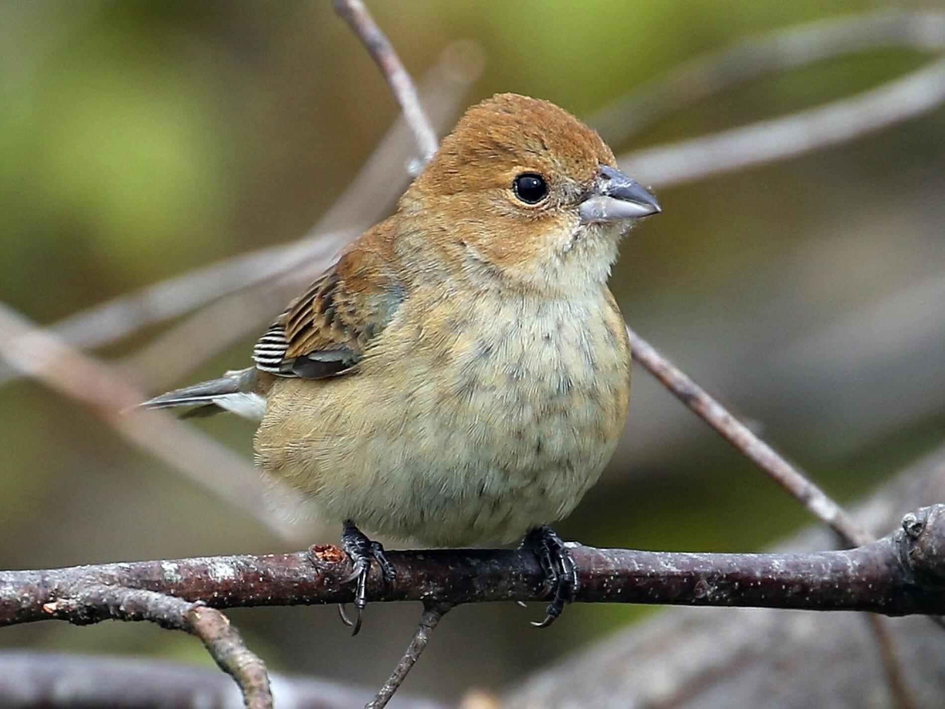 NestWatch | Indigo Bunting - NestWatch