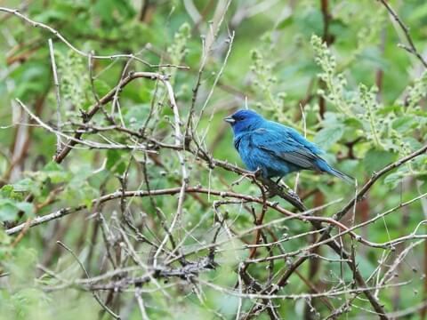 Indigo Bunting - NestWatch
