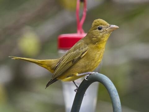Summer Tanager Habitat