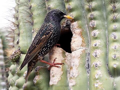 Images Of A European Starling European Starlings Invading: What Can We