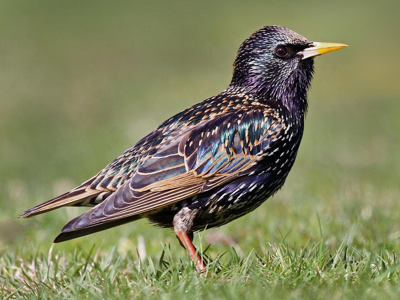 European Starling Celebrate Urban Birds European Starling Celebrate Urban Birds