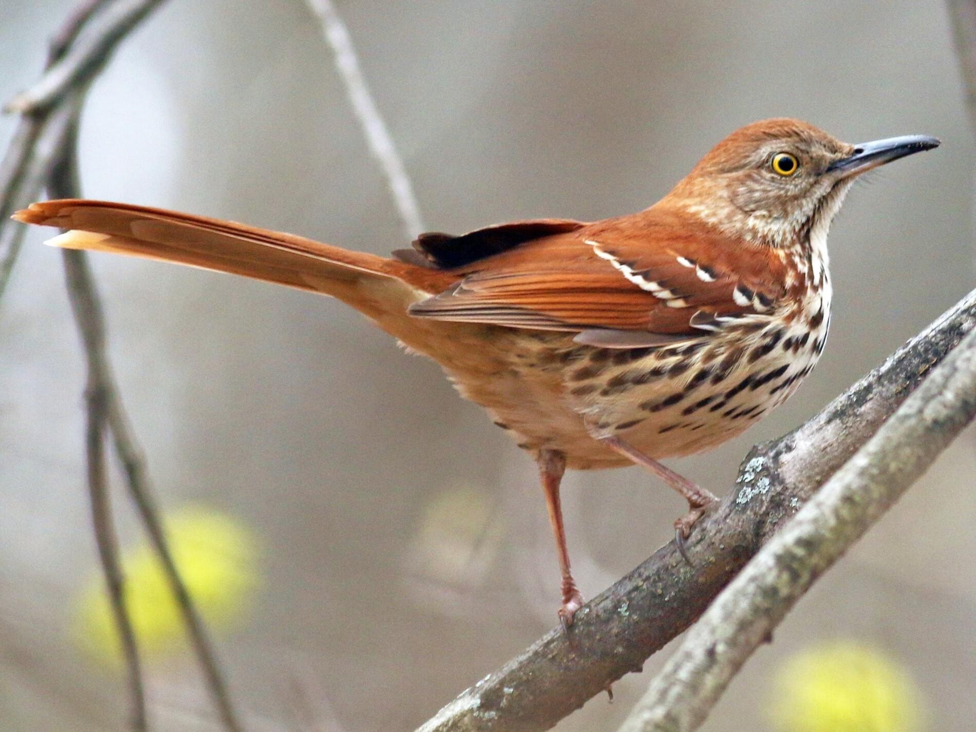 NestWatch | Brown Thrasher - NestWatch