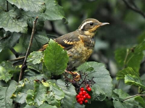 Thrush Fledgling