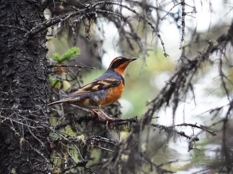 Varied Thrush Range