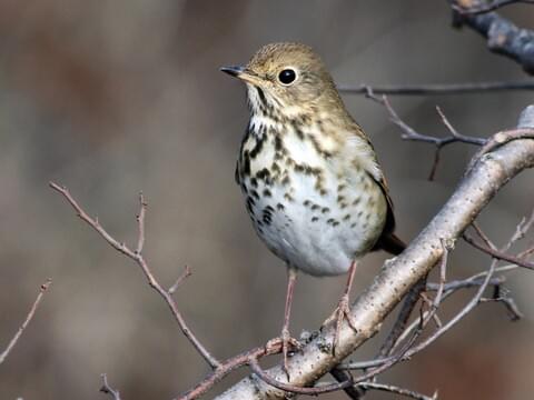 Hermit Thrush Range
