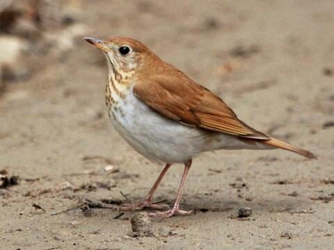 Veery Bird