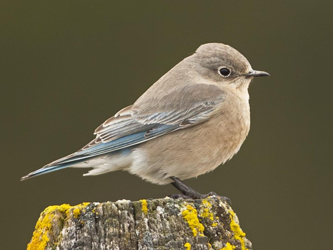 NestWatch | Mountain Bluebird - NestWatch