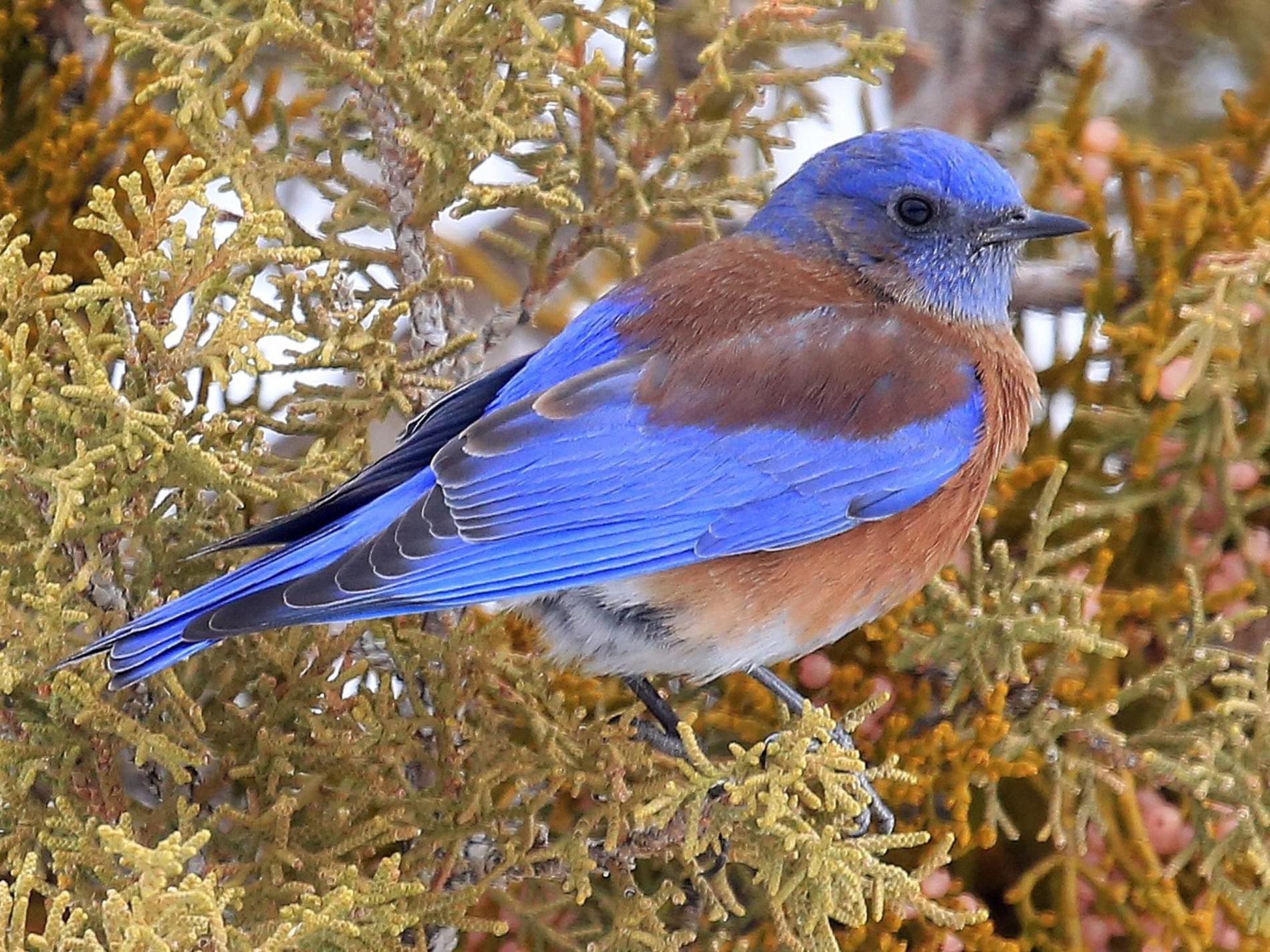 NestWatch | Western Bluebird - NestWatch