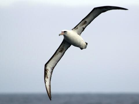 Albatross Wingspan