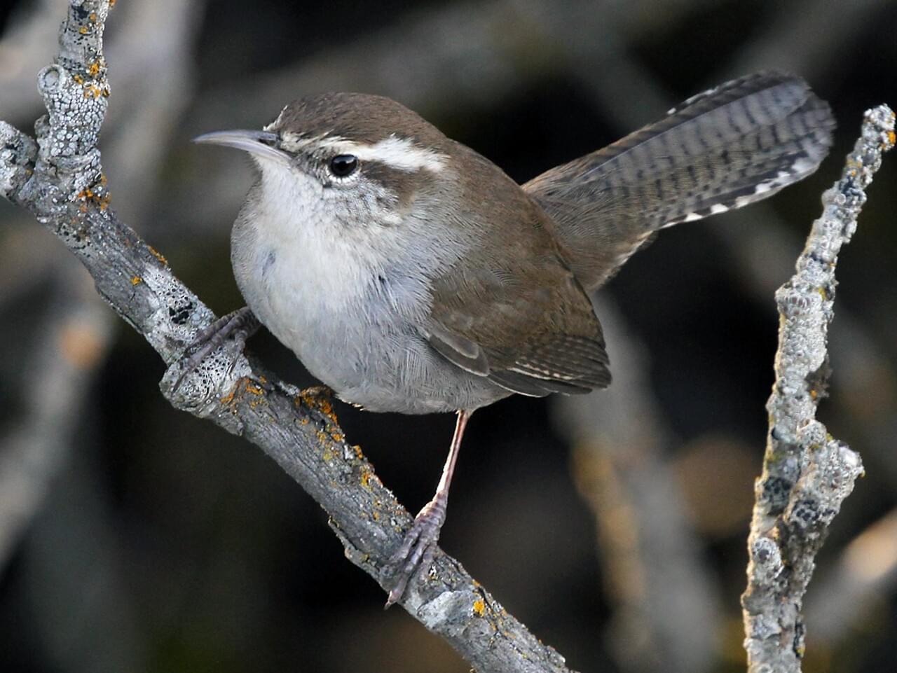 Saltapared Cola Larga | Celebrate Urban Birds