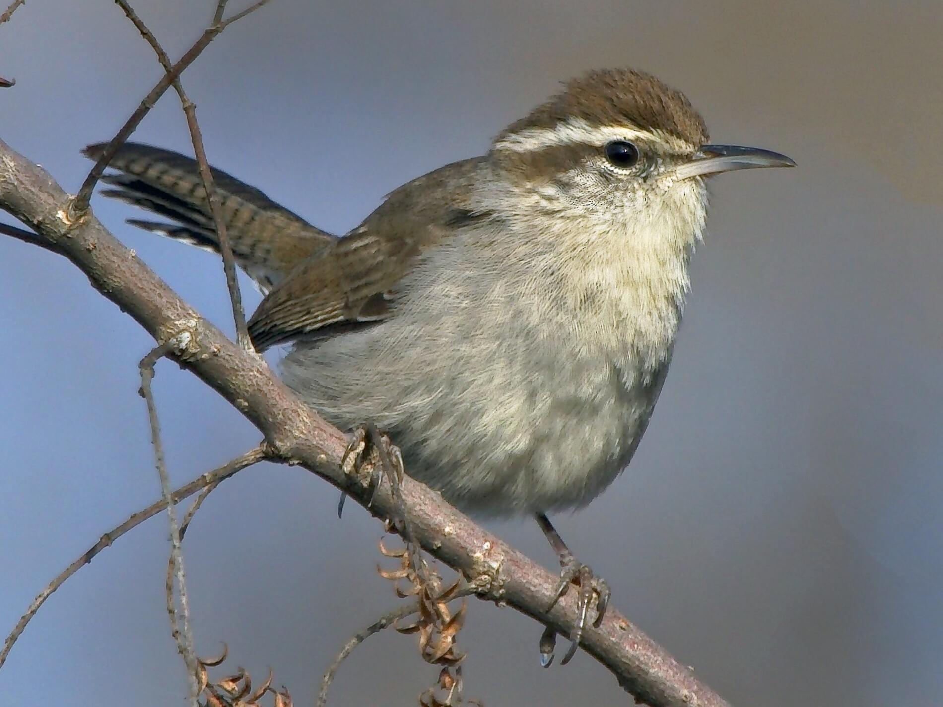 NestWatch | Bewick's Wren - NestWatch