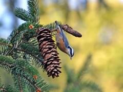 Bajapalos Pecho Canela | Celebrate Urban Birds