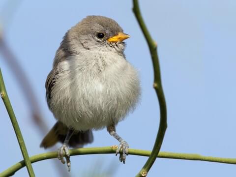 Verdin