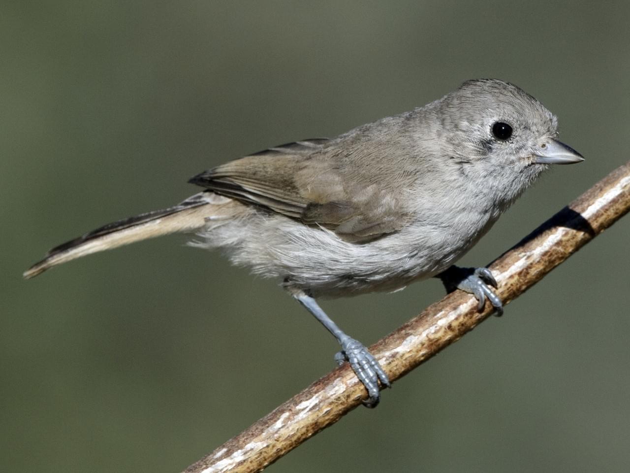 NestWatch | Oak Titmouse - NestWatch