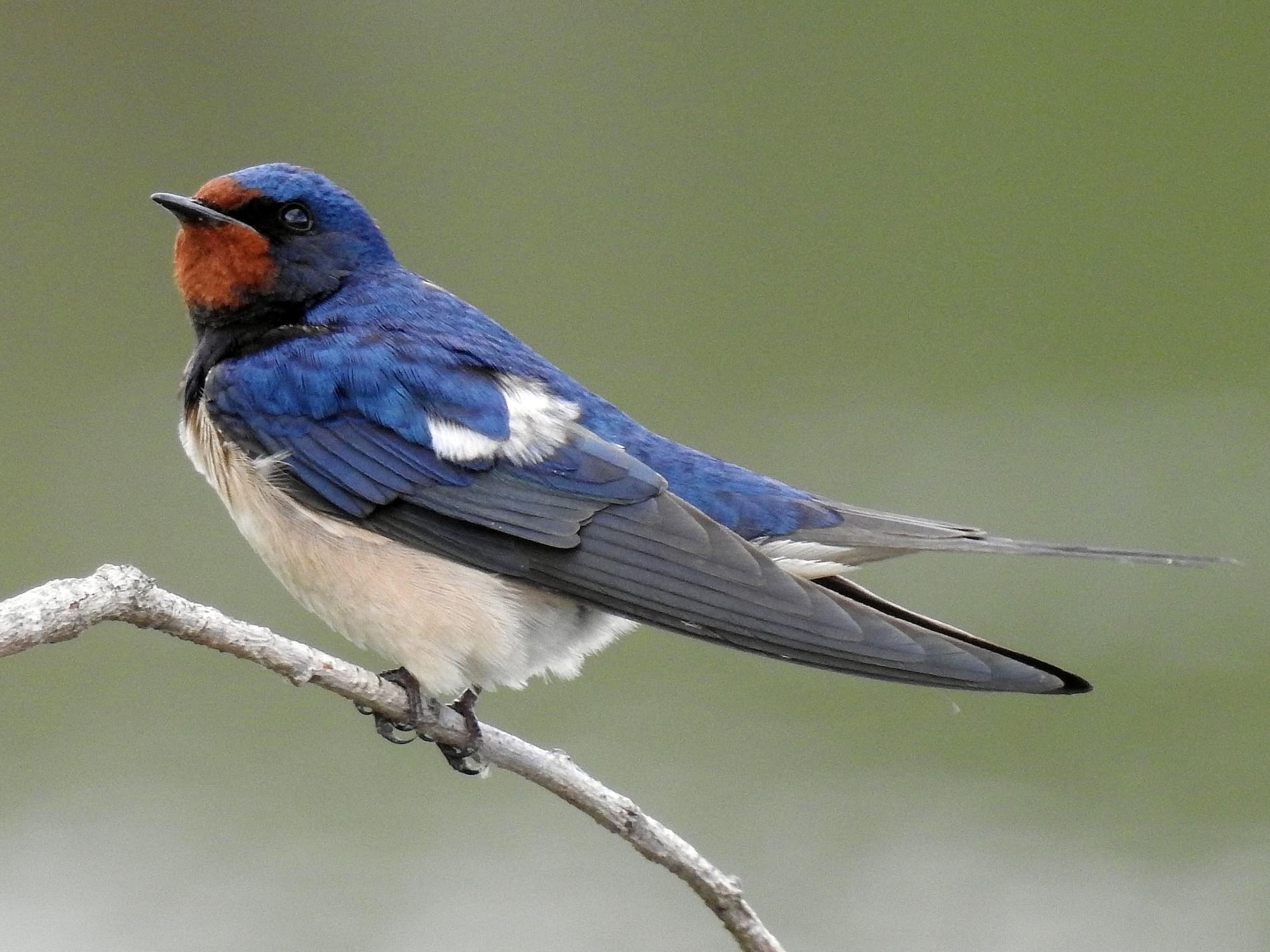 Barn Swallow | Celebrate Urban Birds