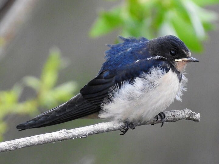 Barn Swallow - NestWatch