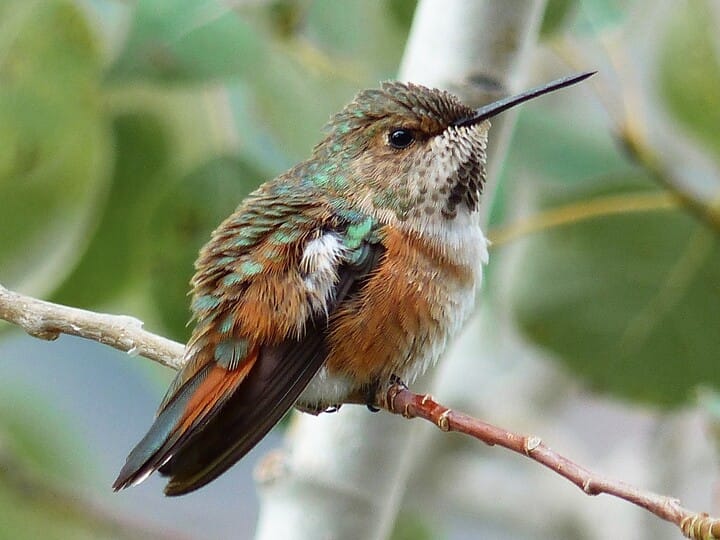 Rufous Hummingbird | Celebrate Urban Birds