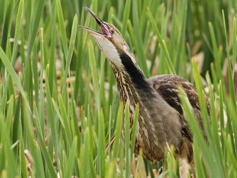 Baby American Bittern