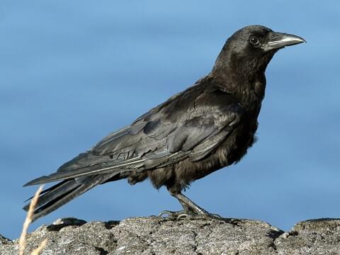 Corvidae Browse by Family, All About Birds, Cornell Lab of Ornithology
