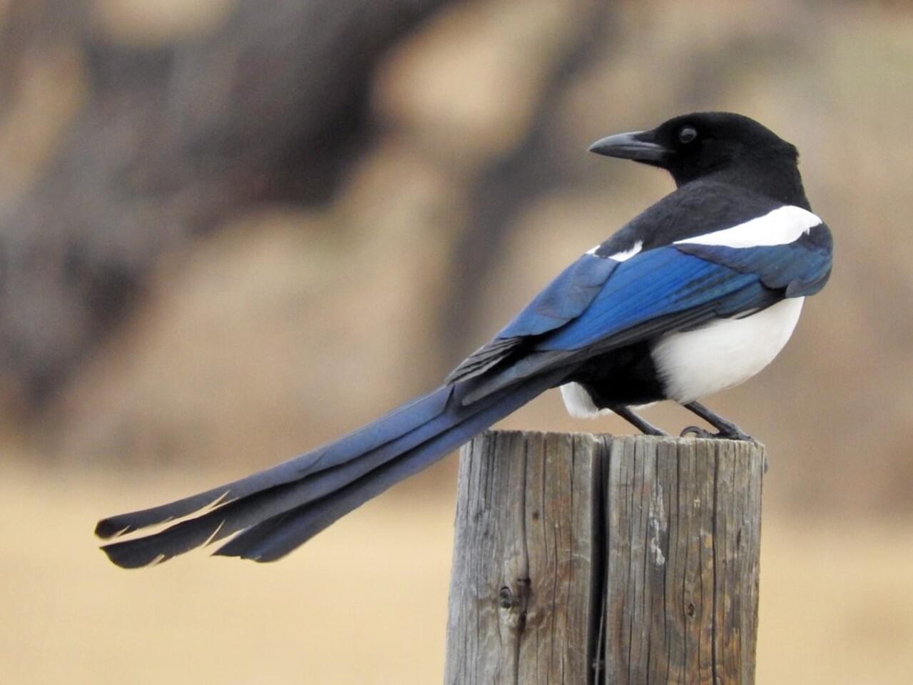 Black billed Magpie Celebrate Urban Birds