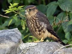 Female Merlin Falcon Flying