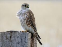 Female Merlin Falcon Flying
