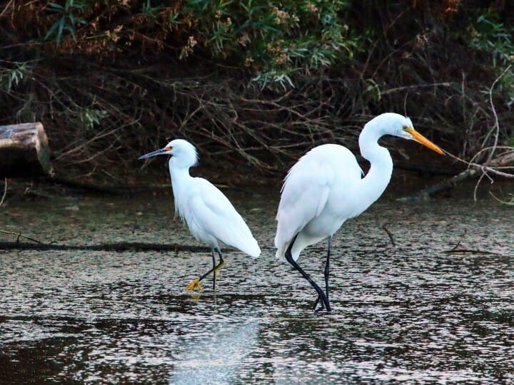 always see them in the marshes near the beach. south nj (cape may) : r ...