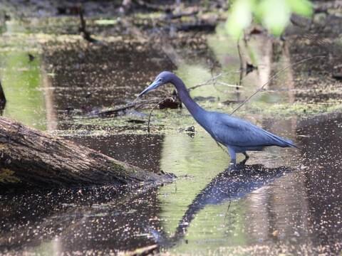 Little Blue Heron