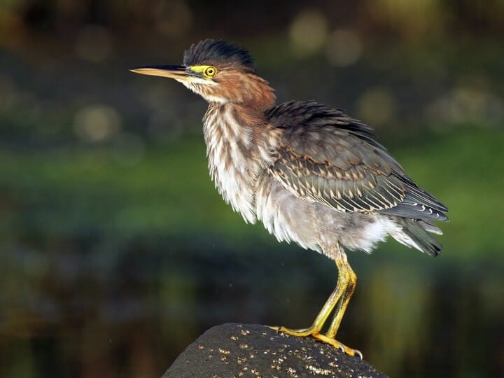Juvenile Least Bittern