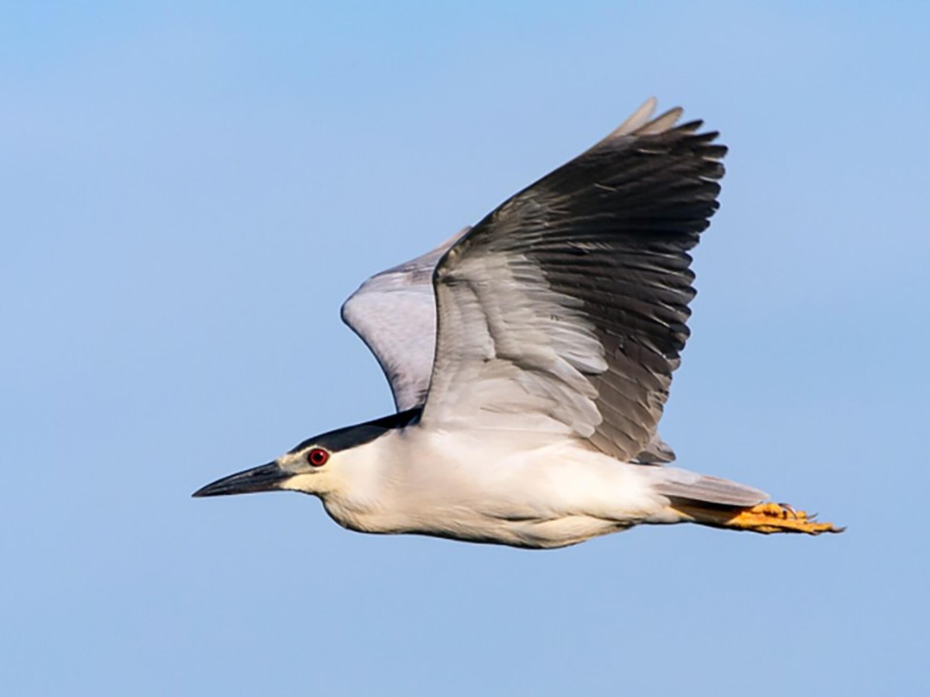 Images Of Black Crowned Night Heron at Ronald Kinney blog
