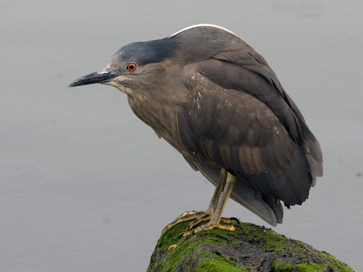 Black-crowned Night-Heron | Celebrate Urban Birds