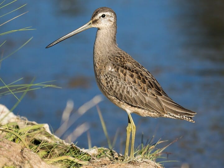 What Does A Snipe Look Like