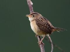 Sedge Wren Habitat