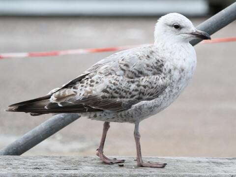 Herring Gull Winter
