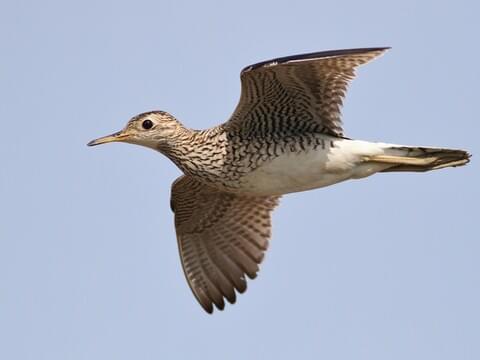 Sandpiper Bird Flying