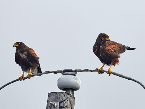 Female Harris Hawk