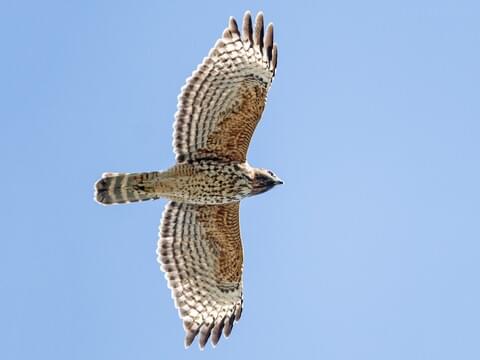 Juvenile Red Shouldered Hawk In Flight