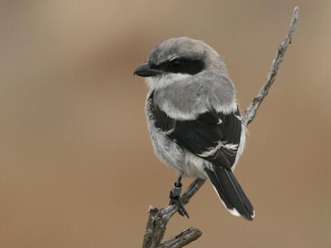 Leanbh Shrike Loggerhead