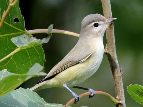 Vireo Bird Photos