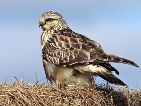 Juvenile Rough Legged Hawk