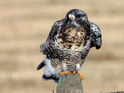 Roughlegged Hawk Audubon Field Guide