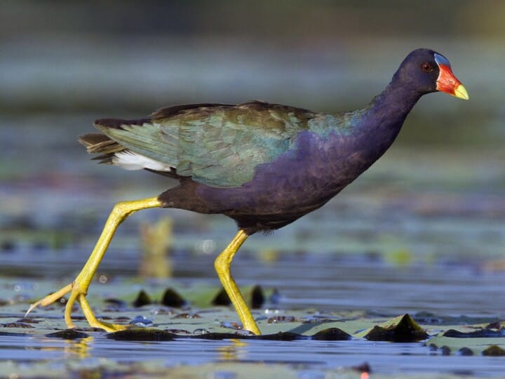 Purple Swamphen