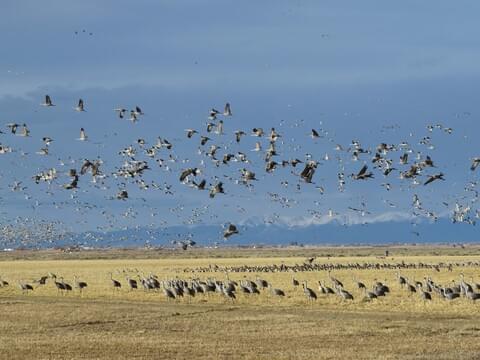 Sandhill Crane Migration