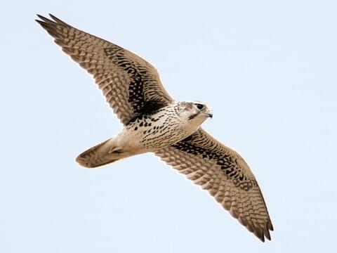 Prairie Falcon In Flight